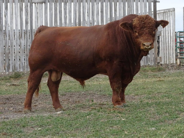 Simmental-Angus Herd Bulls – Hirsche Herefords
