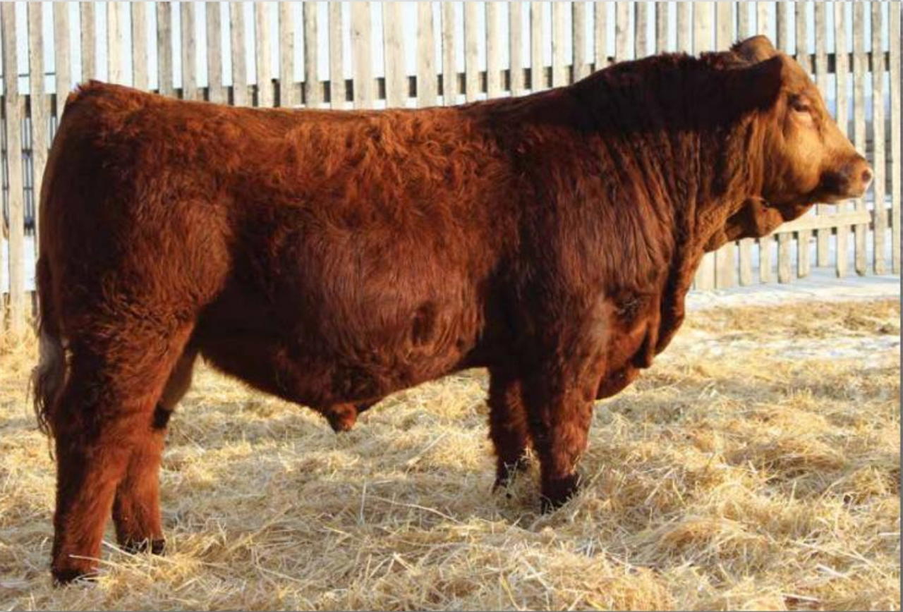 Simmental-Angus Herd Bulls – Hirsche Herefords