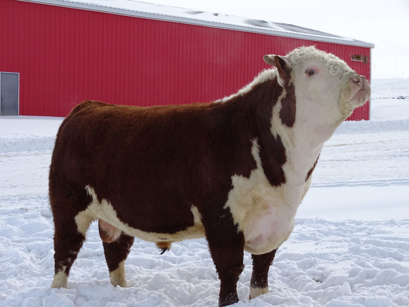 Calgary Bull Sale 2019 – Hirsche Herefords