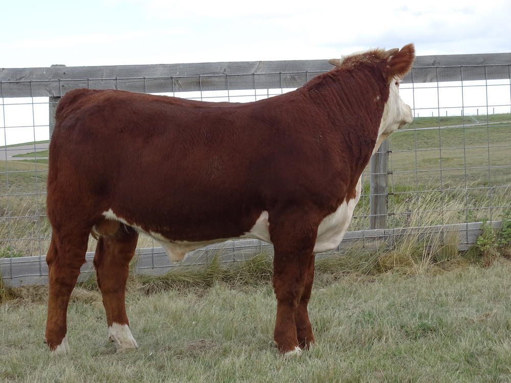 Bull Calves – Hirsche Herefords