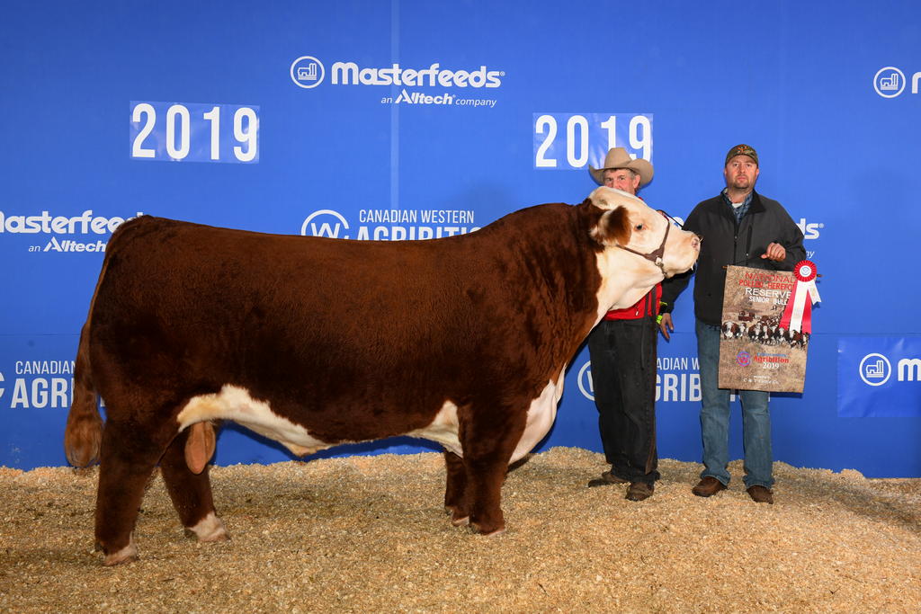 Hereford Herd Bulls – Hirsche Herefords