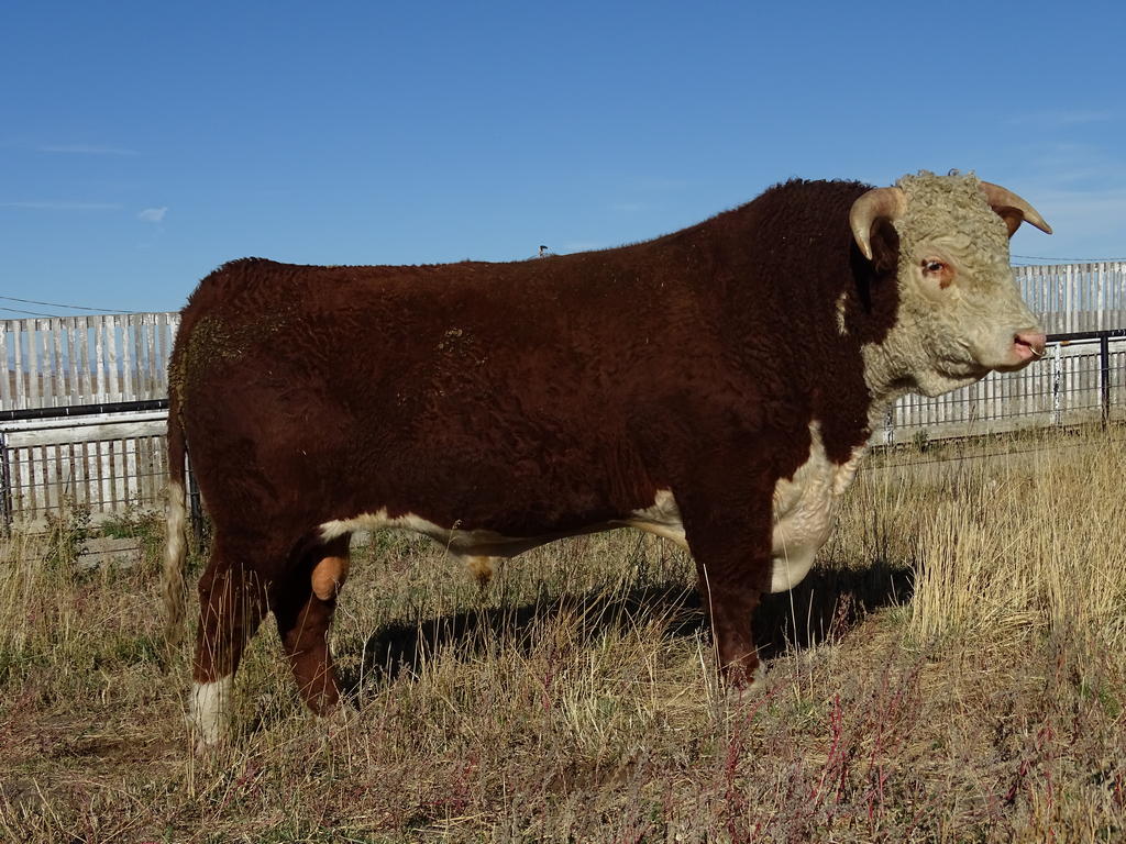 Hereford Herd Bulls – Hirsche Herefords