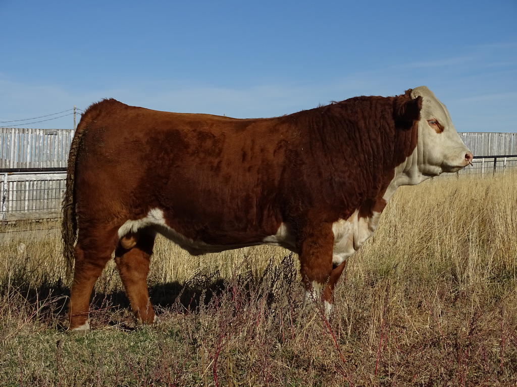 Hereford Herd Bulls – Hirsche Herefords