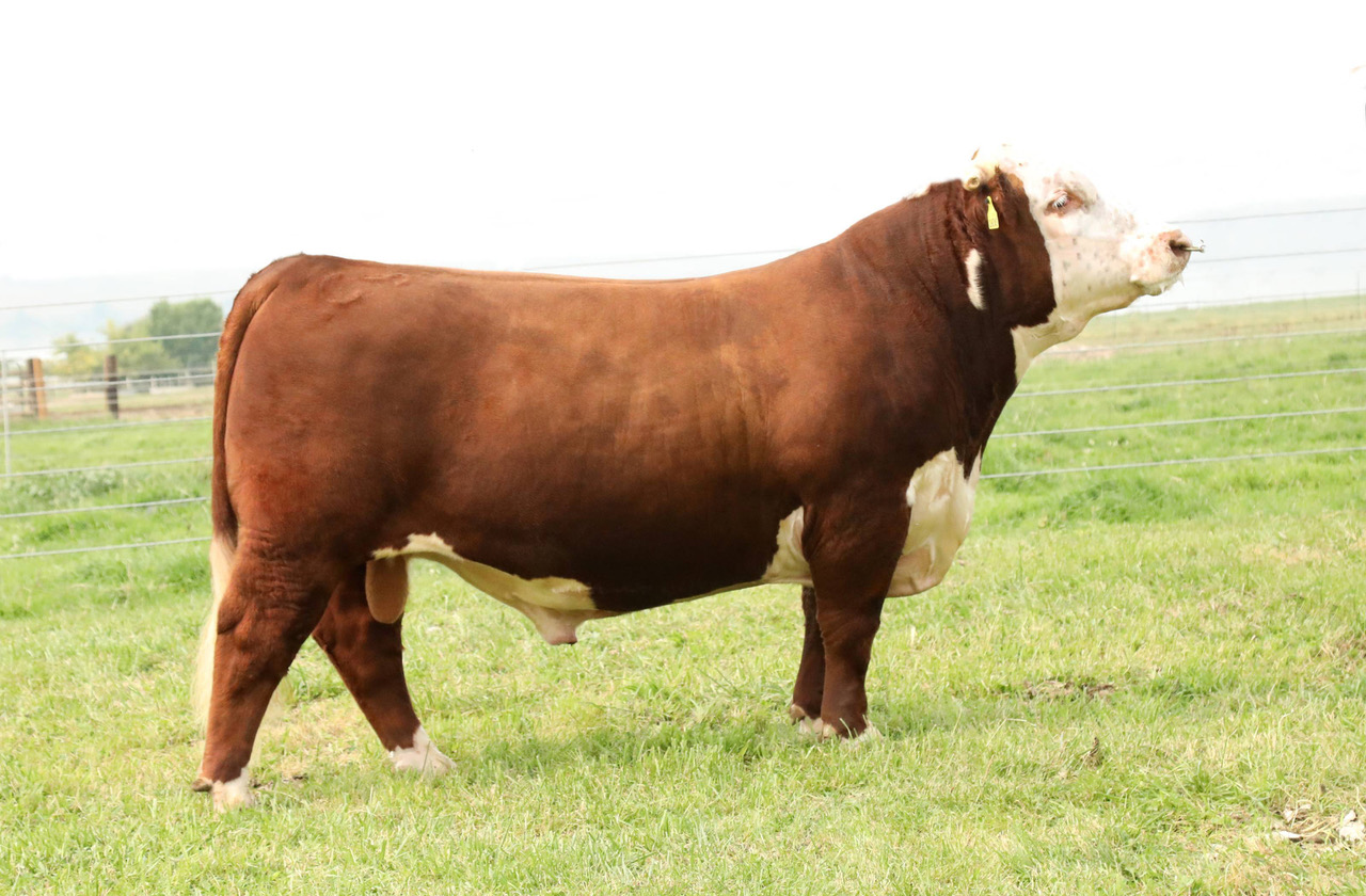 Service Sires – Hirsche Herefords