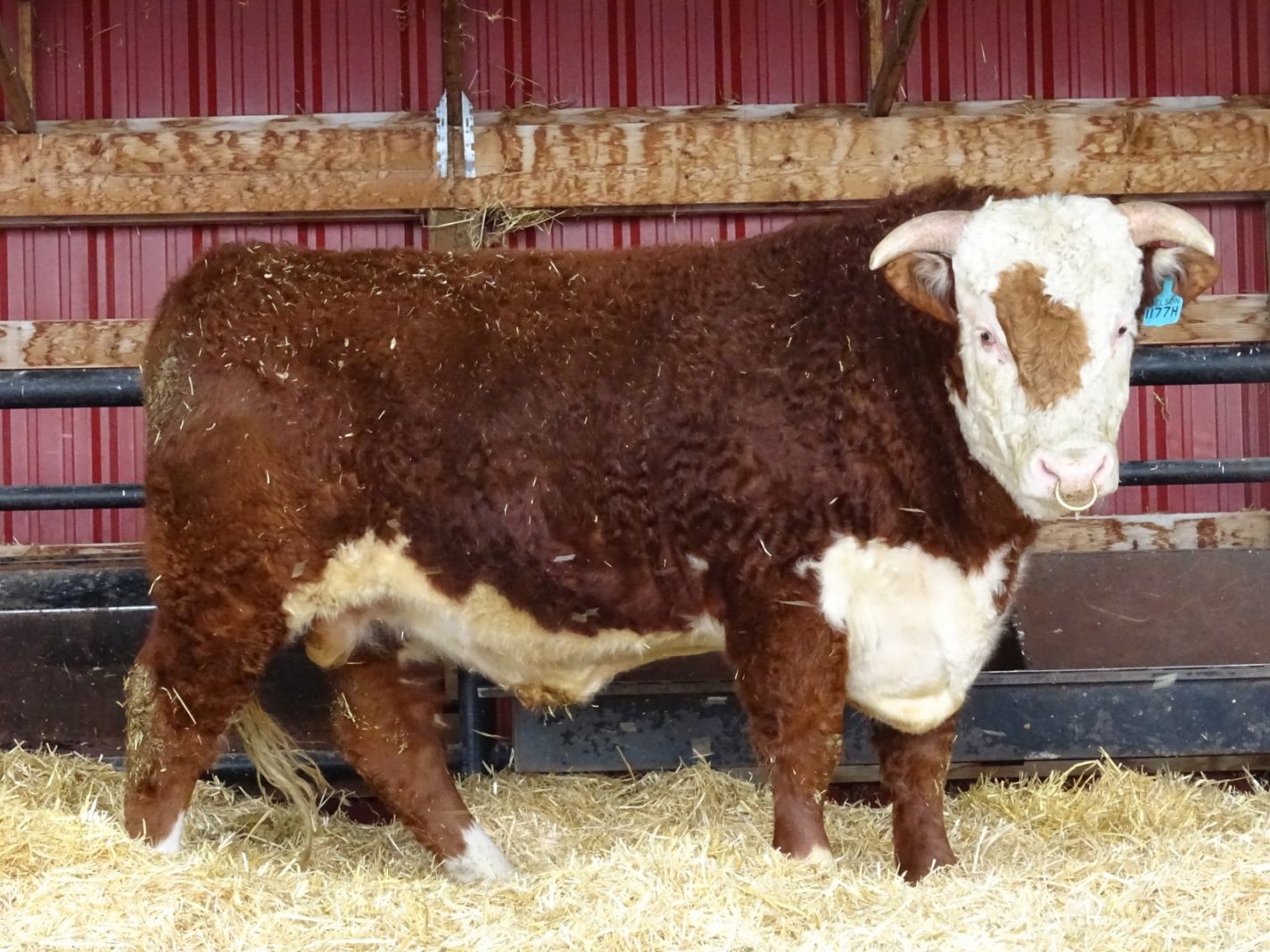 2022 Calgary Bull Sale – Hirsche Herefords