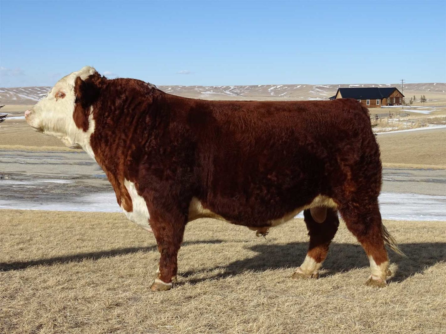 Hereford Herd Bulls – Hirsche Herefords