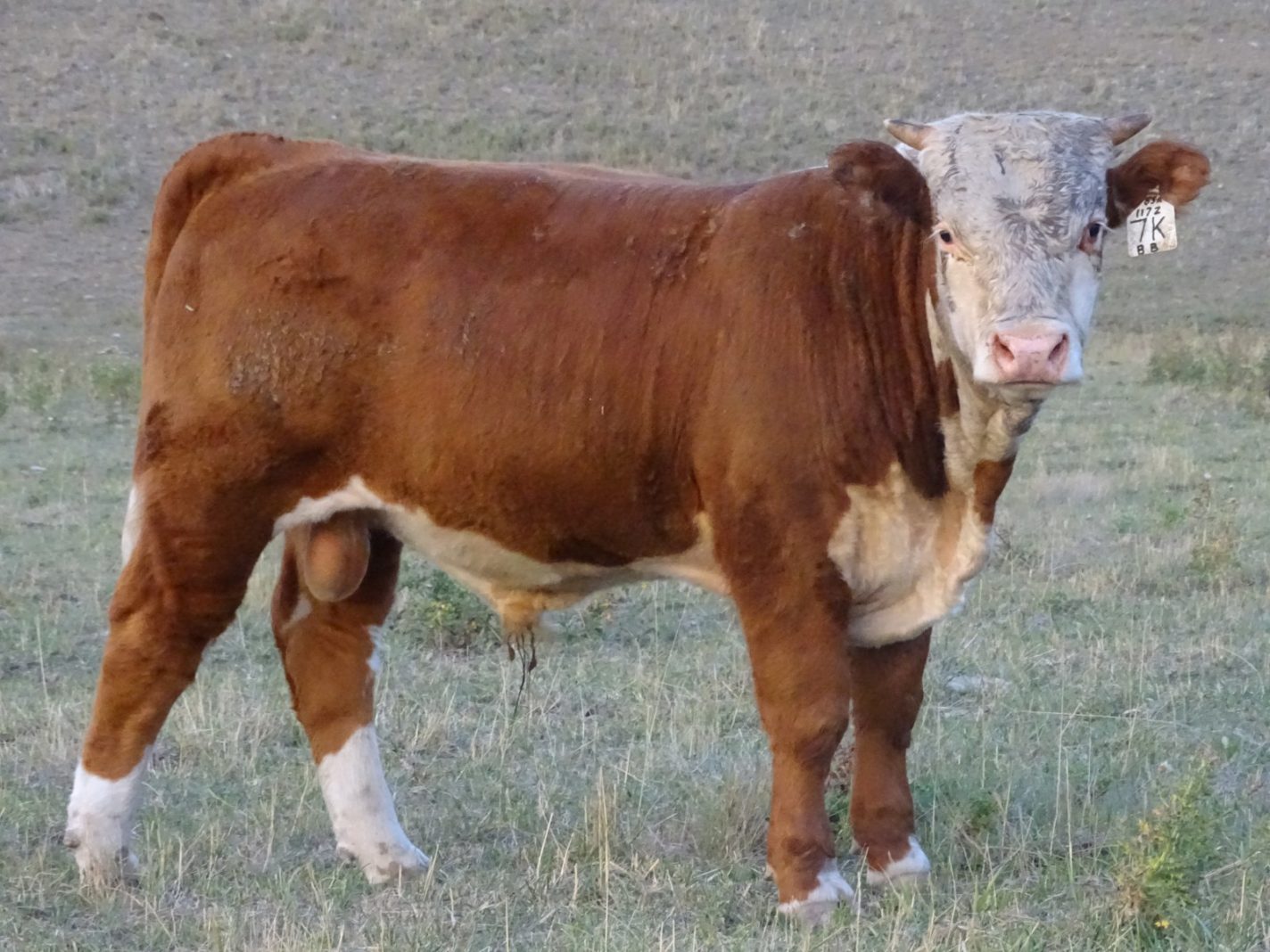 Bull Calves – Hirsche Herefords