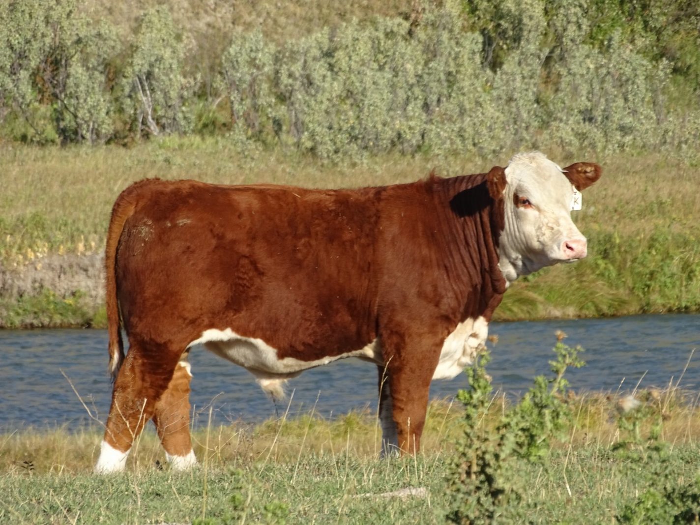 Bull Calves – Hirsche Herefords