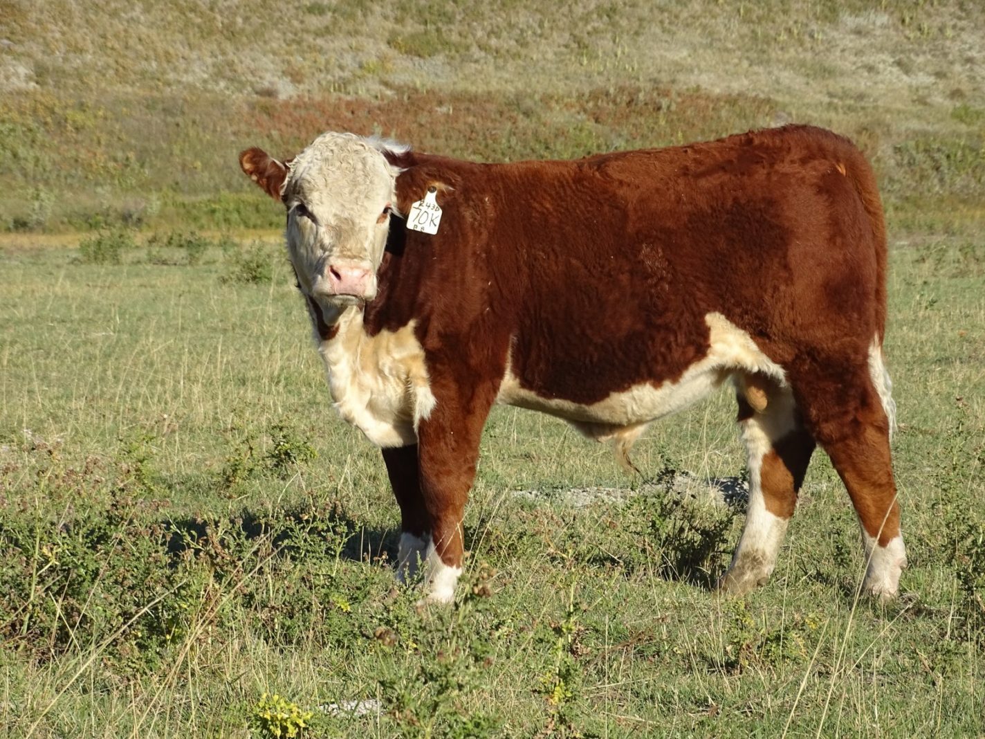 Bull Calves – Hirsche Herefords