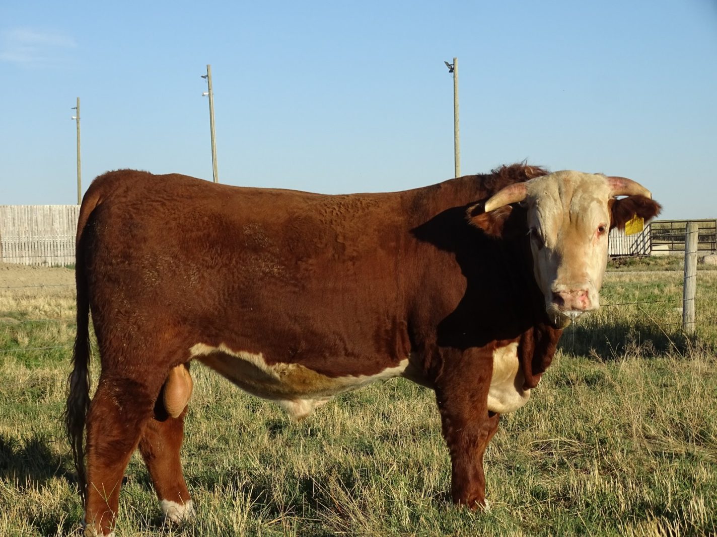 Yearling Bulls – Hirsche Herefords