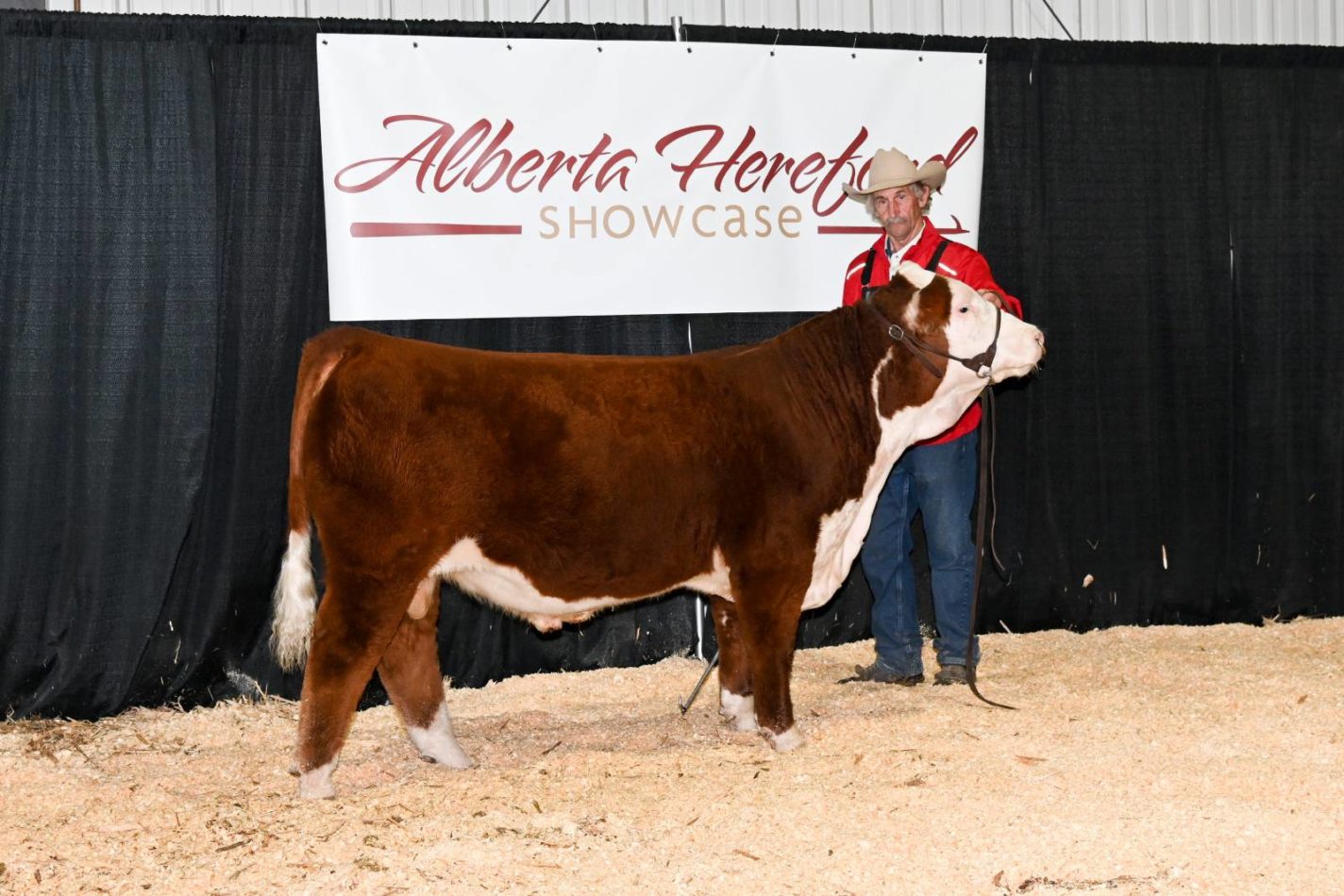 2023 Alberta Hereford Showcase Red Deer – Hirsche Herefords