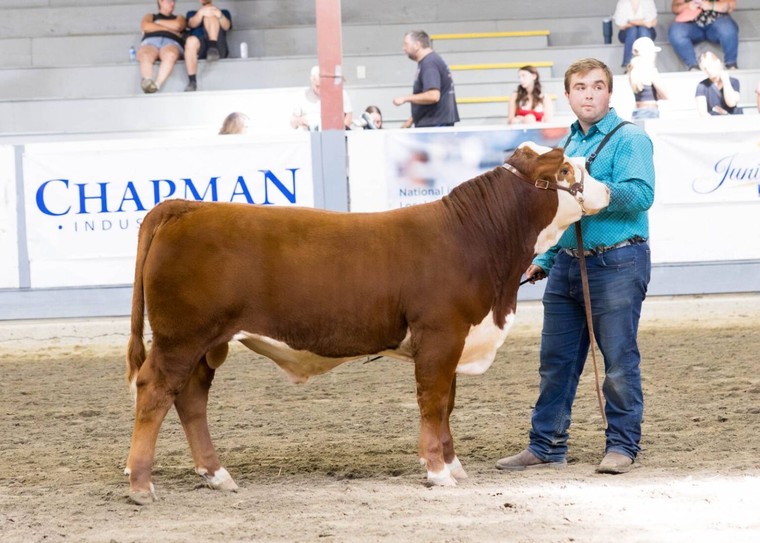 2024 Sale Offering: Bull Calves – Hirsche Herefords