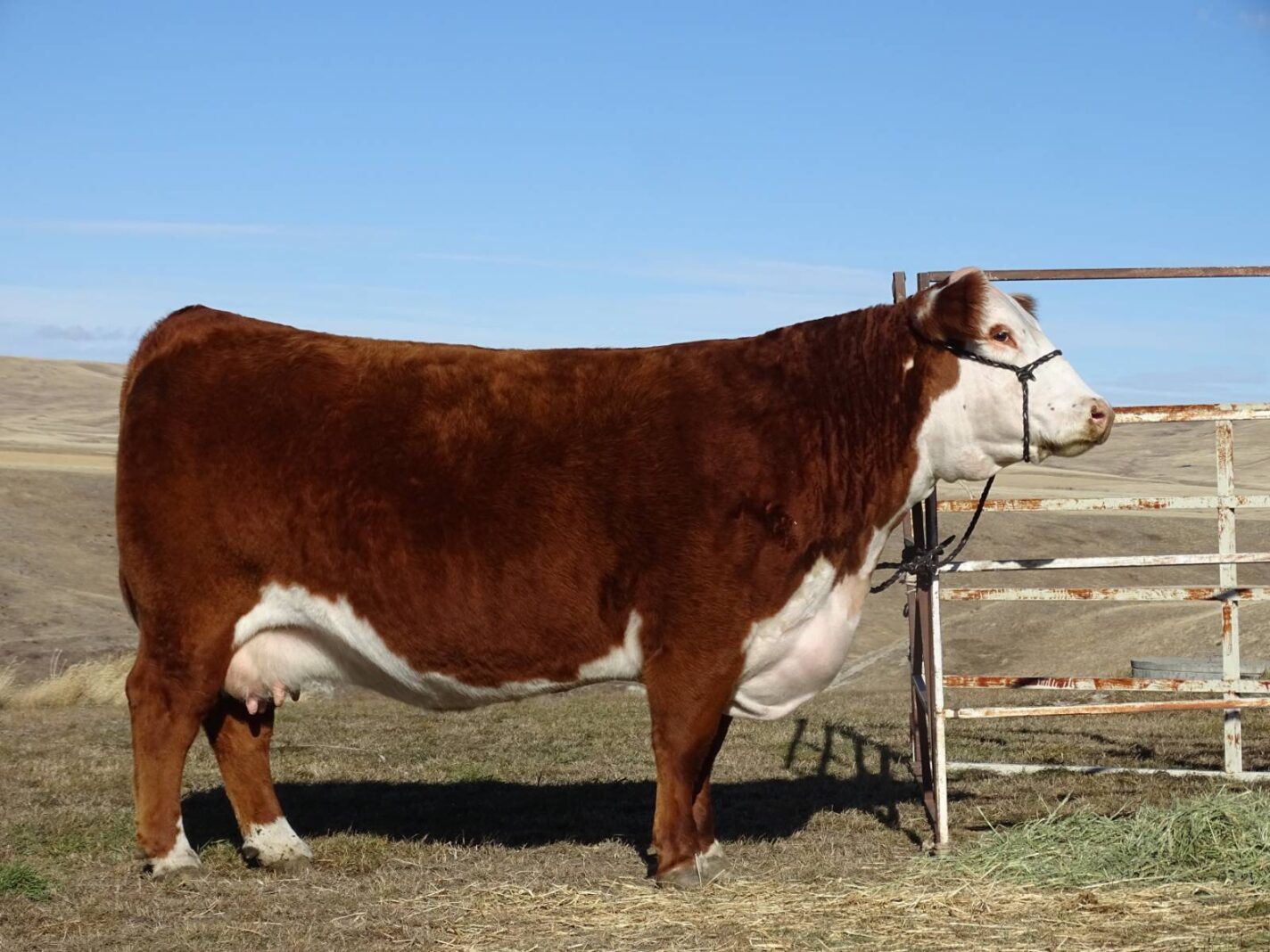 2024 Sale Offering: Bull Calves – Hirsche Herefords