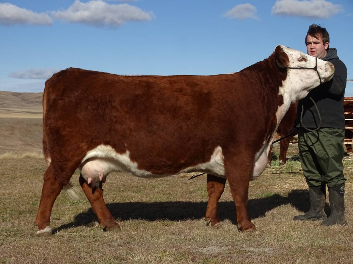 2024 Sale Offering: Bull Calves – Hirsche Herefords