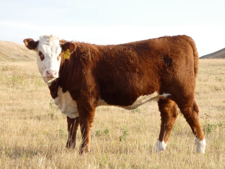 2025 Heifer Calves – Hirsche Herefords